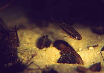 Muscheln (Bivalvia)