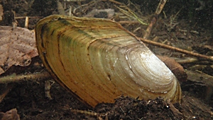 Weichtiere (Mollusca)